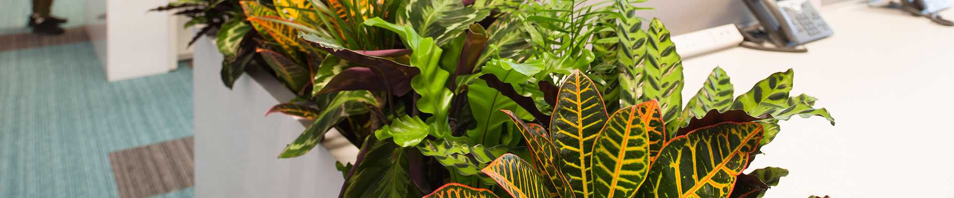 Our Values | Find Out About Planteria's Values