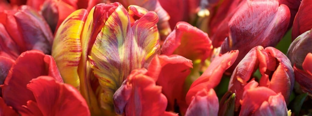 Flowers for Restaurants | Restaurant Table Flowers & Bar Plants