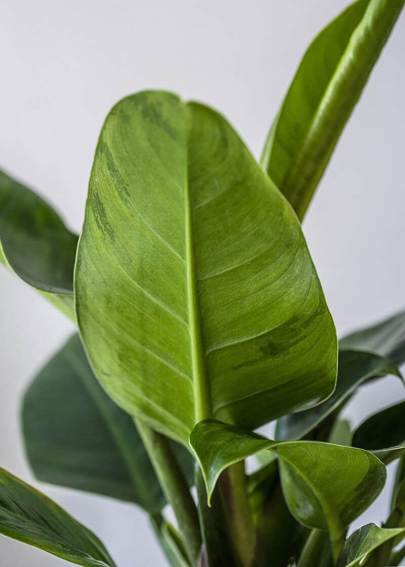Philodendron “Imperial Green” | Planteria