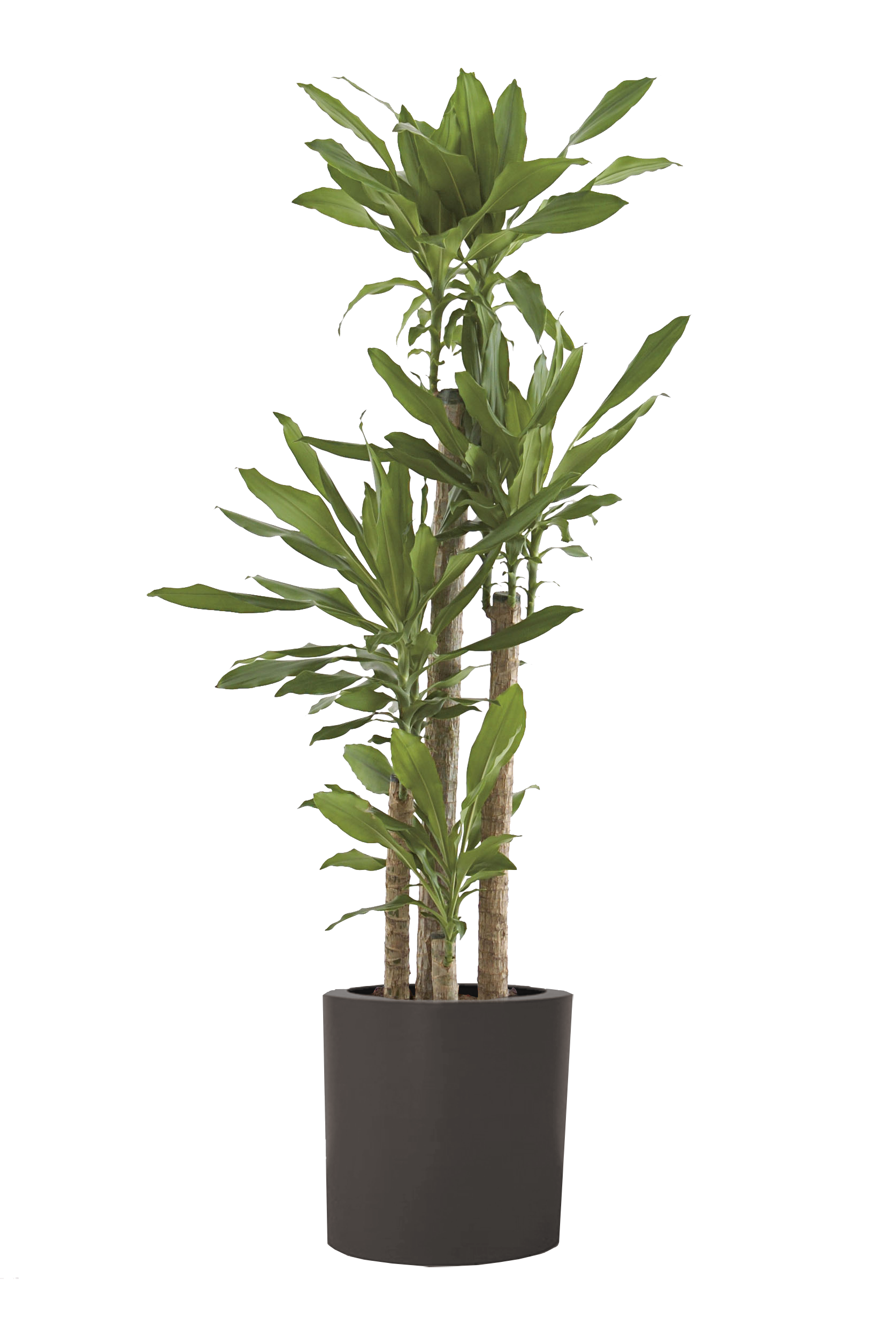 Dracaena Fragrans | Planteria